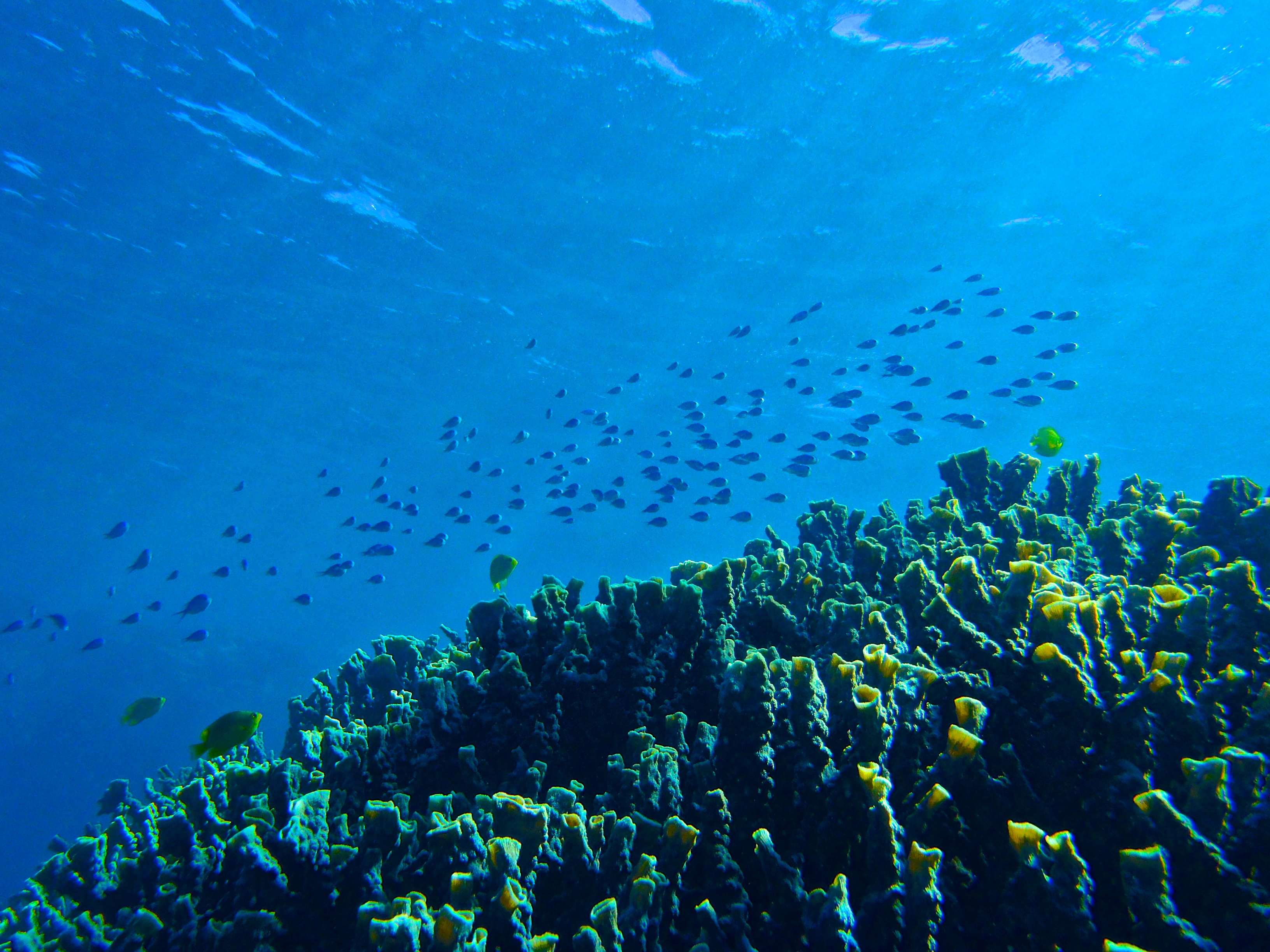 Seamap Australia – National Marine Benthic Habitat Map