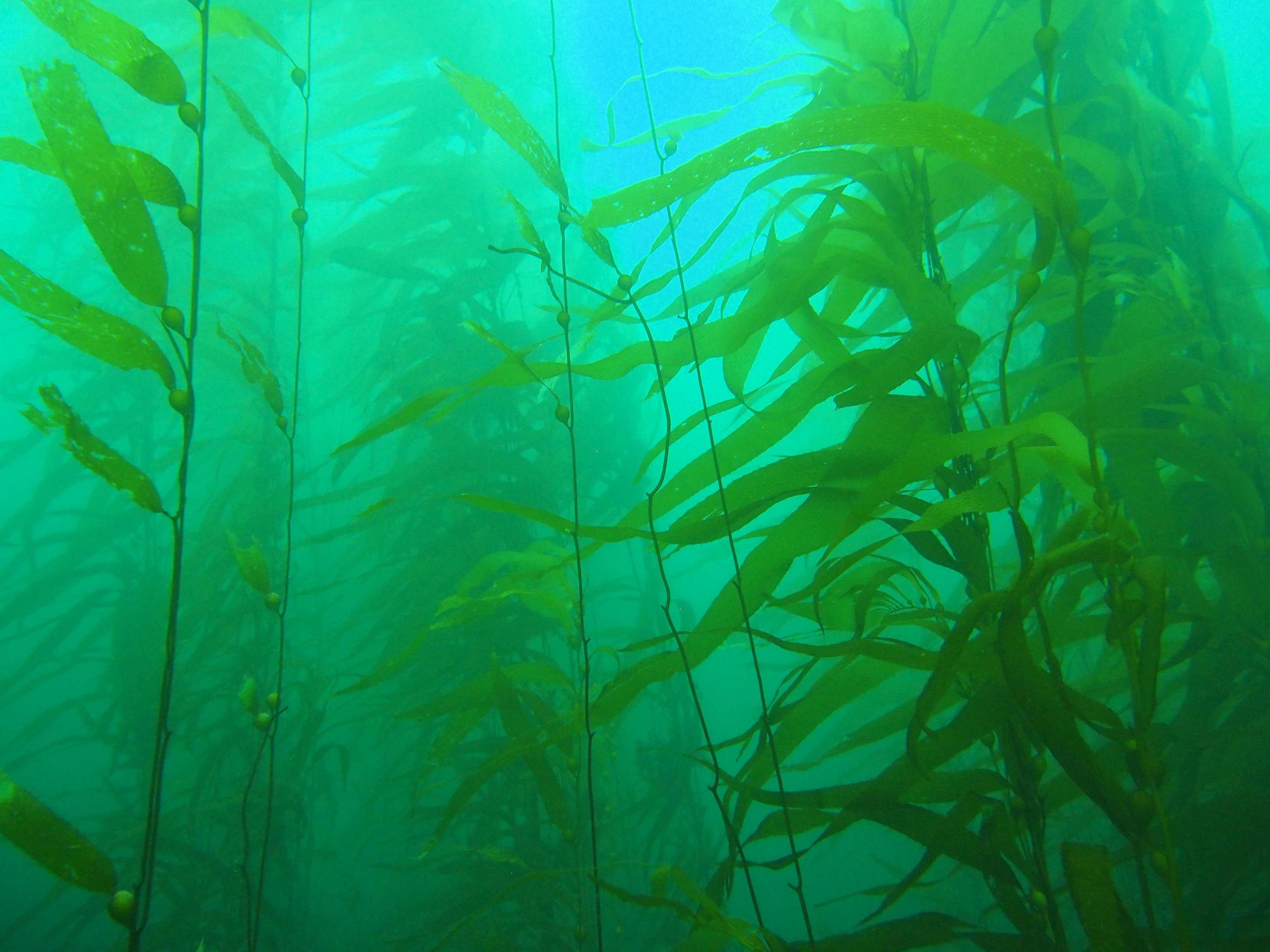 Seamap Australia – National Marine Benthic Habitat Map