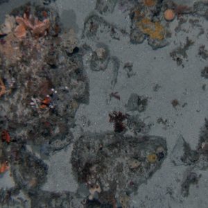 Substratum Component – Seamap Australia