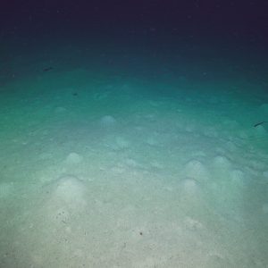 Substratum Component – Seamap Australia