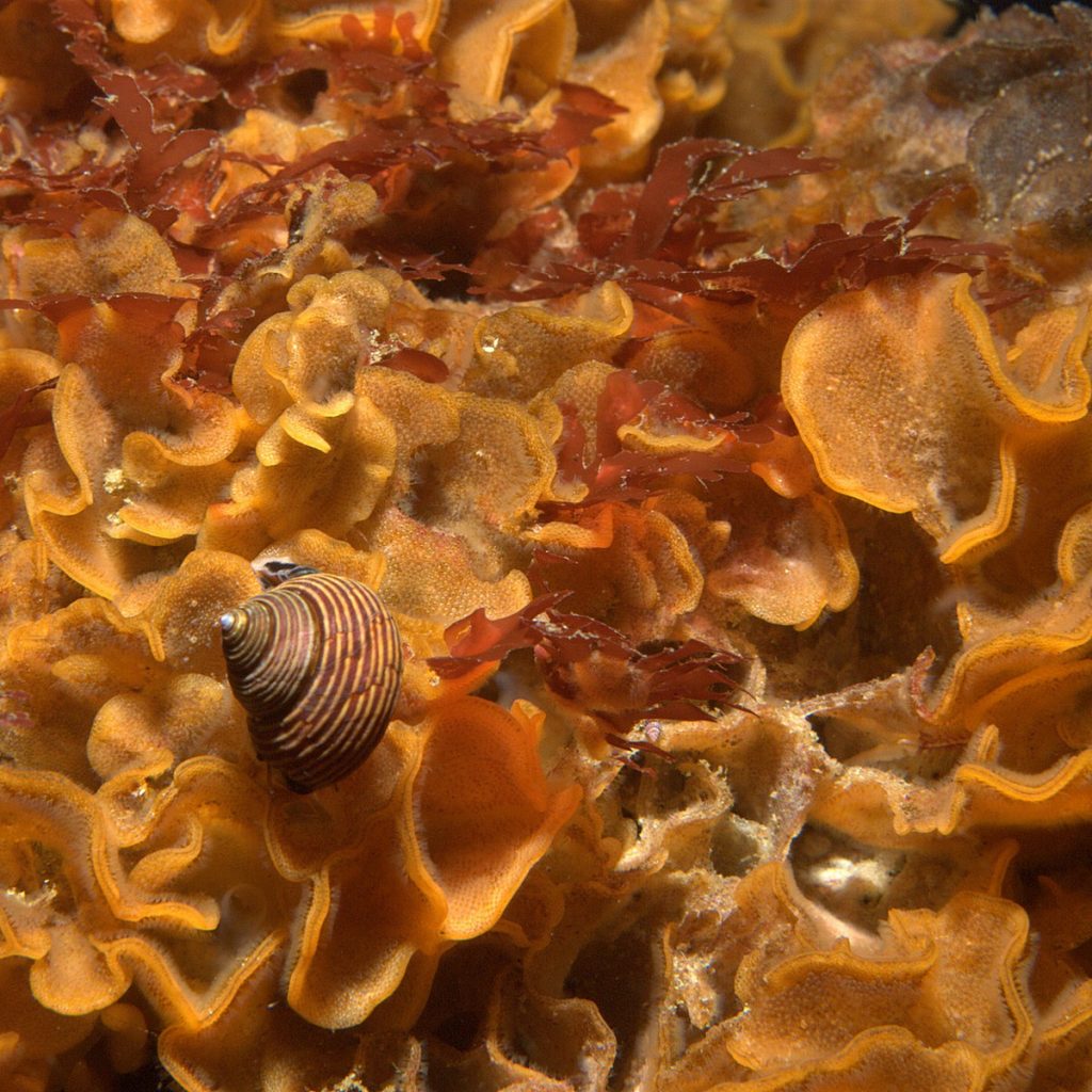 Bryozoans – Seamap Australia