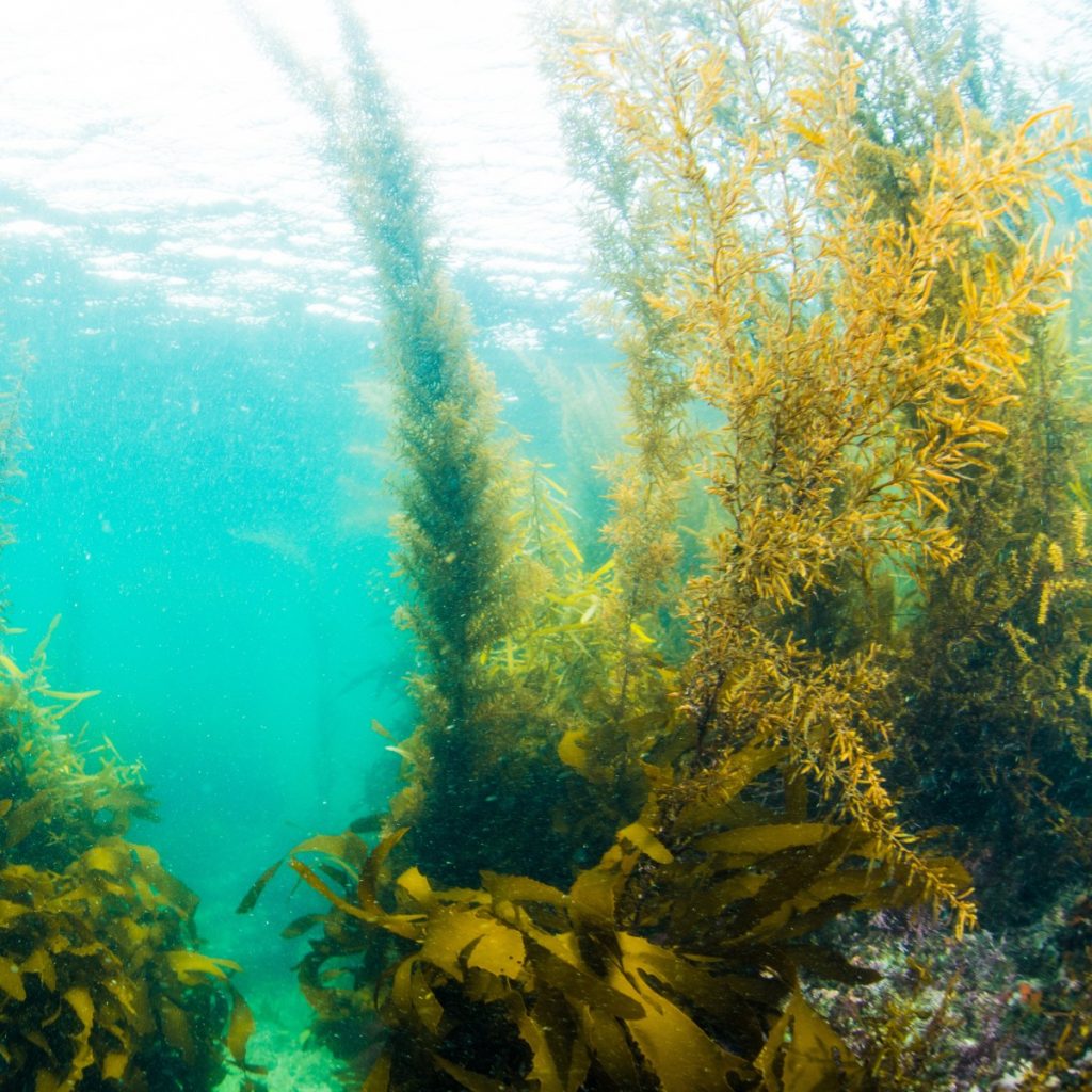 Macroalgae – Seamap Australia