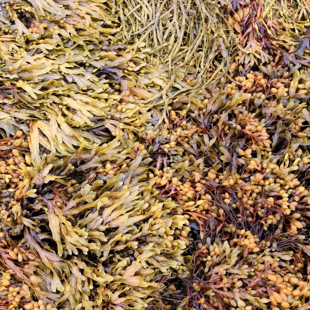Macroalgae – Seamap Australia
