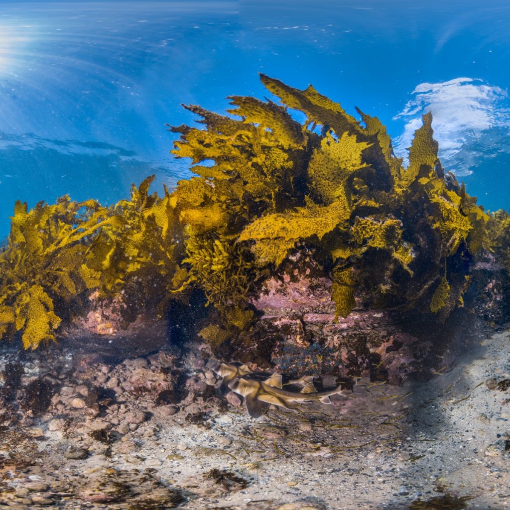 Macroalgae – Seamap Australia