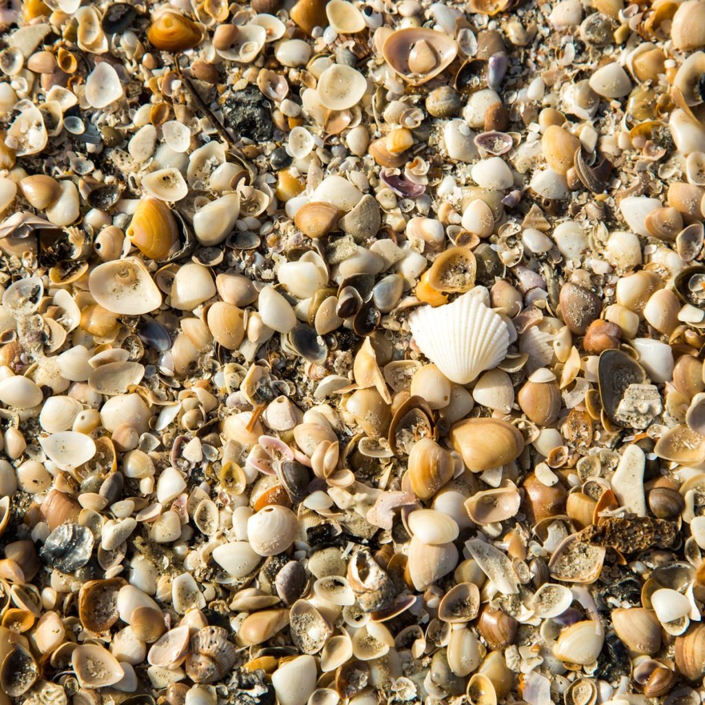 Shell – Seamap Australia